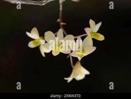 Green Lipped Dendrobium (Dendrobium ovatum) Plantae Stock Photo - Alamy