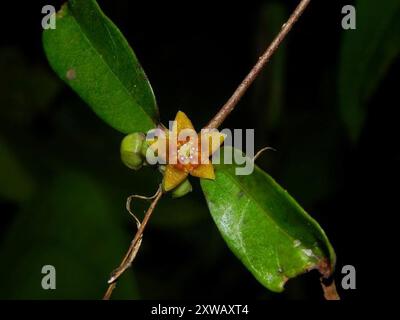Indian Sarsaparilla (Hemidesmus indicus) Plantae Stock Photo - Alamy