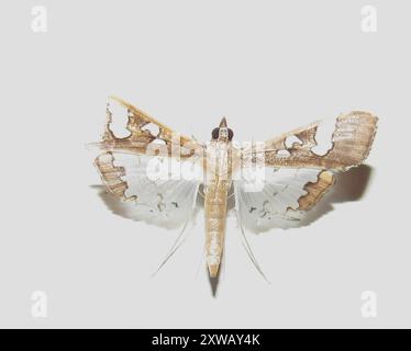 Mung Bean Moth (Maruca vitrata Stock Photo - Alamy