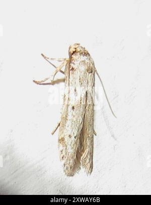 Blastobasid Moths (Blastobasidae) Insecta Stock Photo - Alamy