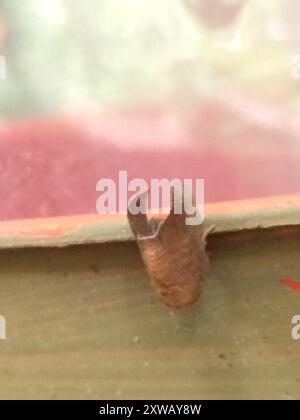 Crowned Slug Moth (Isa textula) Insecta Stock Photo - Alamy