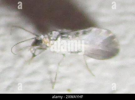 Dusty-winged Lacewings (Coniopterygidae) Insecta Stock Photo - Alamy