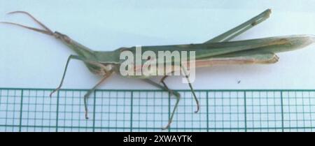 Slantface Grasshoppers (Acrida) Insecta Stock Photo - Alamy