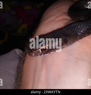 Eastern Coachwhip (Masticophis flagellum flagellum) Reptilia Stock ...