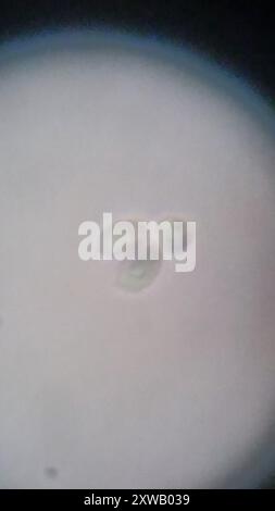 (Resinomycena rhododendri) Fungi Stock Photo - Alamy