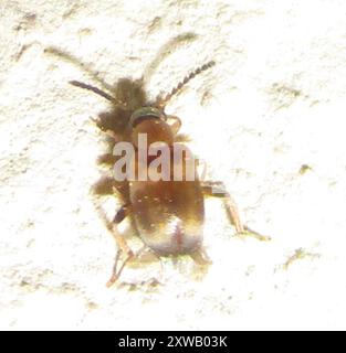 Ant-like Leaf Beetles (Aderidae) Insecta Stock Photo - Alamy