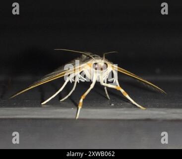 Orange-shouldered Sherbet Moth (Diaphania costata) Insecta Stock Photo ...