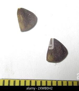 Thick Slime-lily (Albuca setosa) Plantae Stock Photo - Alamy