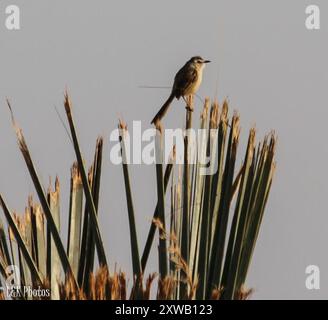 Tawny-flanked Prinia (Prinia subflava) Aves Stock Photo - Alamy