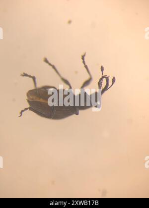 Pear-shaped Weevils (Apioninae) Insecta Stock Photo - Alamy