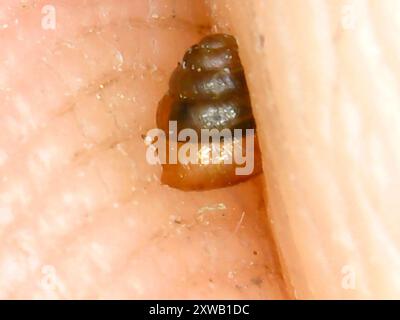 Toothless Chrysalis-snail (Columella edentula) Mollusca Stock Photo - Alamy