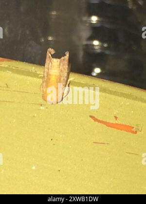 Crowned Slug Moth (Isa textula) Insecta Stock Photo - Alamy