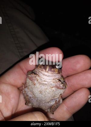 Eastern Spadefoot (Scaphiopus holbrookii) Amphibia Stock Photo - Alamy