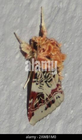 Lily Caterpillar Moth (Spodoptera picta) Insecta Stock Photo - Alamy