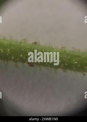 pinkweed (Persicaria pensylvanica) Plantae Stock Photo - Alamy