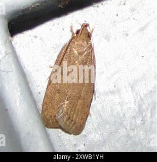 Kyoto Moth (Autosticha kyotensis) Insecta Stock Photo - Alamy