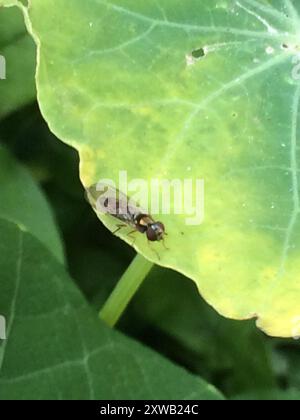 Ladder-backed Hover Fly (Melanostoma scalare) Insecta Stock Photo - Alamy