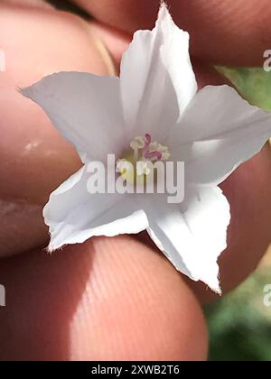 Texas bindweed (Convolvulus equitans) Plantae Stock Photo - Alamy