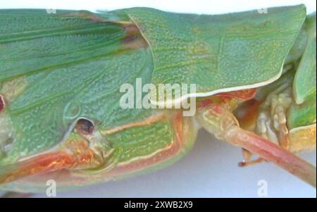 Slantface Grasshoppers (Acrida) Insecta Stock Photo - Alamy