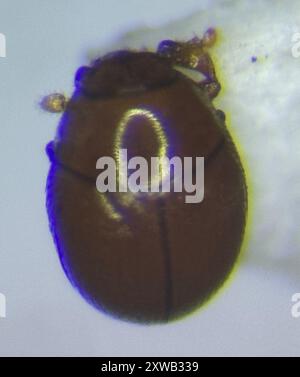 (Bacanius punctiformis) Insecta Stock Photo - Alamy