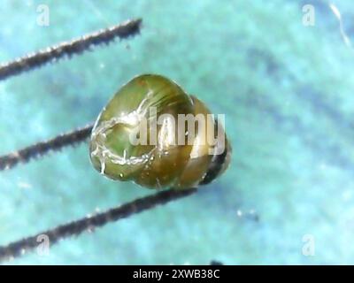 Toothless Chrysalis-snail (Columella edentula) Mollusca Stock Photo - Alamy
