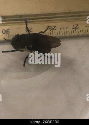 Glire Bot Flies (Cuterebra), Insecta, River Rd, Indianapolis, IN, US ...