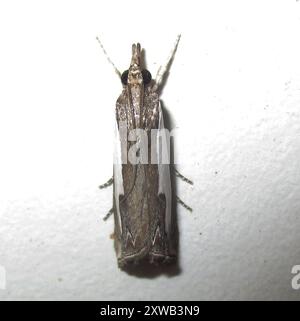 (Classeya quadricuspis) Insecta Stock Photo - Alamy
