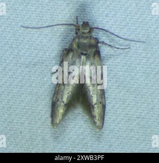 Acorn Moth (Blastobasis glandulella) Insecta Stock Photo - Alamy