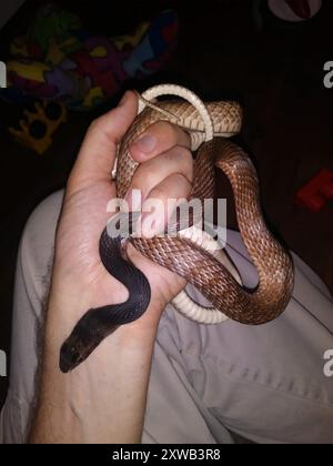 Eastern Coachwhip (Masticophis flagellum flagellum) Reptilia Stock ...