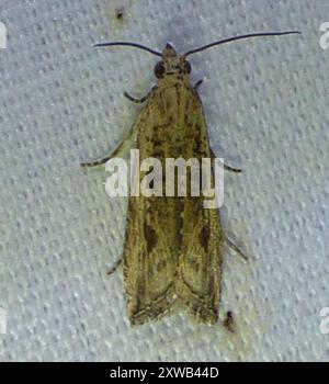 Javelin Moth (Bactra verutana) Insecta Stock Photo - Alamy
