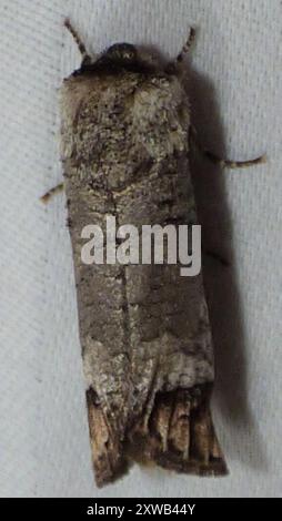 Pecan Carpenterworm Moth (Cossula magnifica) Insecta Stock Photo - Alamy