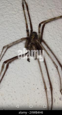 Cardinal Spider (Tegenaria parietina) Arachnida Stock Photo - Alamy