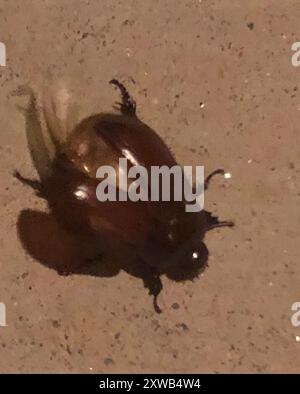 Carrot Beetles (Tomarus) Insecta Stock Photo - Alamy