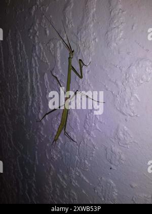 Northern Grass Mantis (Brunneria borealis) Insecta Stock Photo - Alamy