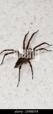 Rabid Wolf Spider (Rabidosa rabida) Arachnida Stock Photo - Alamy