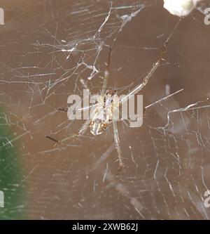 Basilica Orbweaver (Mecynogea lemniscata) Arachnida Stock Photo - Alamy