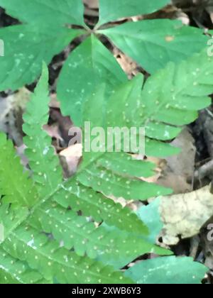 broad beech fern (Phegopteris hexagonoptera) Plantae Stock Photo - Alamy