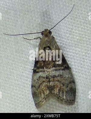 Maple Webworm Moth (Pococera asperatella) Insecta Stock Photo - Alamy