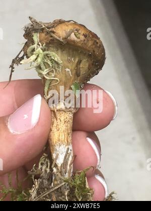 Slippery Jill (Suillus salmonicolor Stock Photo - Alamy