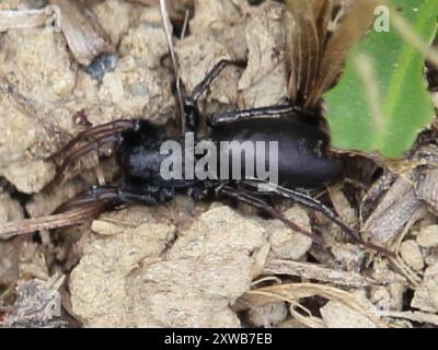 Red-spotted Ant-mimic Sac Spider (Castianeira descripta) Arachnida ...