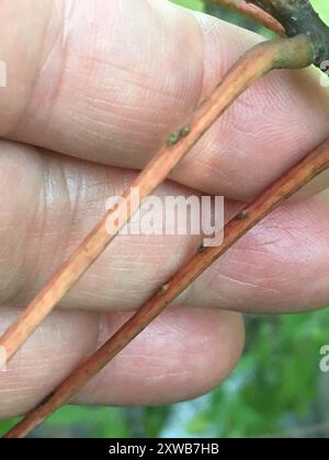 Wonder tree (Idesia polycarpa), Plantae, 台灣桃園市 Stock Photo - Alamy