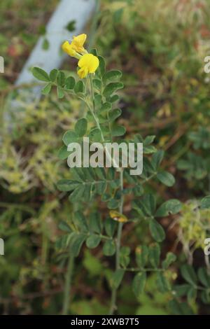 Scorpion Senna (Hippocrepis emerus) Plantae Stock Photo - Alamy