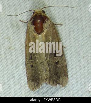 Chalcedony Midget (Elaphria chalcedonia) Insecta Stock Photo - Alamy