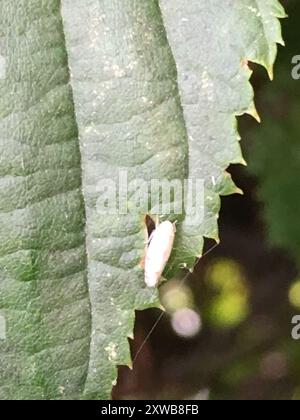 True Hoppers (Auchenorrhyncha) Insecta Stock Photo - Alamy