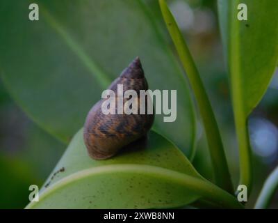 Mangrove Periwinkle (Littoraria angulifera) Mollusca Stock Photo - Alamy