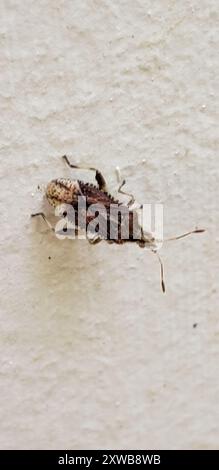 (Harmostes fraterculus) Insecta Stock Photo - Alamy