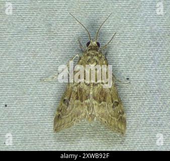 Cabbage Webworm Moth (Hellula rogatalis) Insecta Stock Photo - Alamy