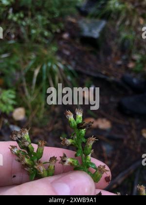 Hairy Goldenrod (Solidago hispida) Plantae Stock Photo - Alamy