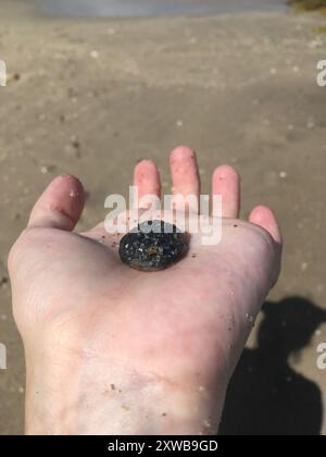 Jewel boxes (Chamidae) Mollusca Stock Photo - Alamy
