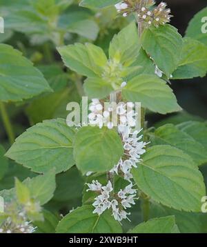 corn mint (Mentha arvensis) Plantae Stock Photo - Alamy